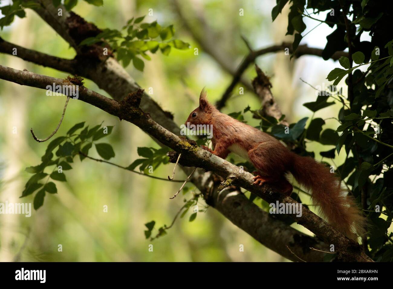 Evolutionary tree mammals hi-res stock photography and images - Alamy