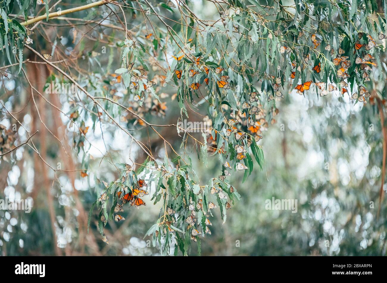 Colony of butterflies hi-res stock photography and images - Alamy