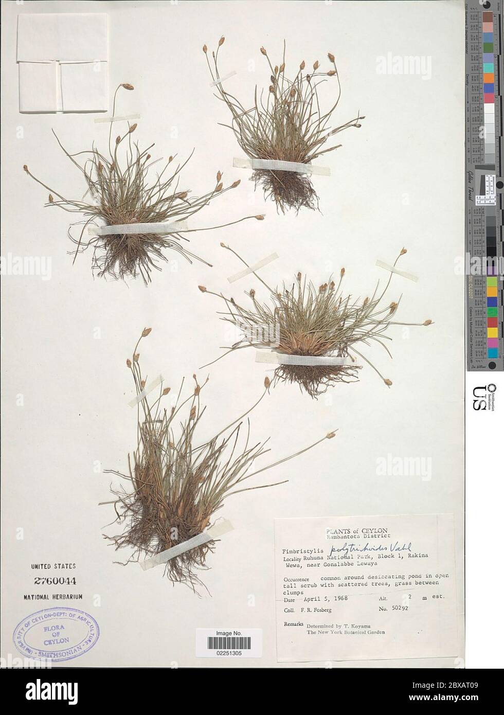 Polytrichoides hi-res stock photography and images - Alamy