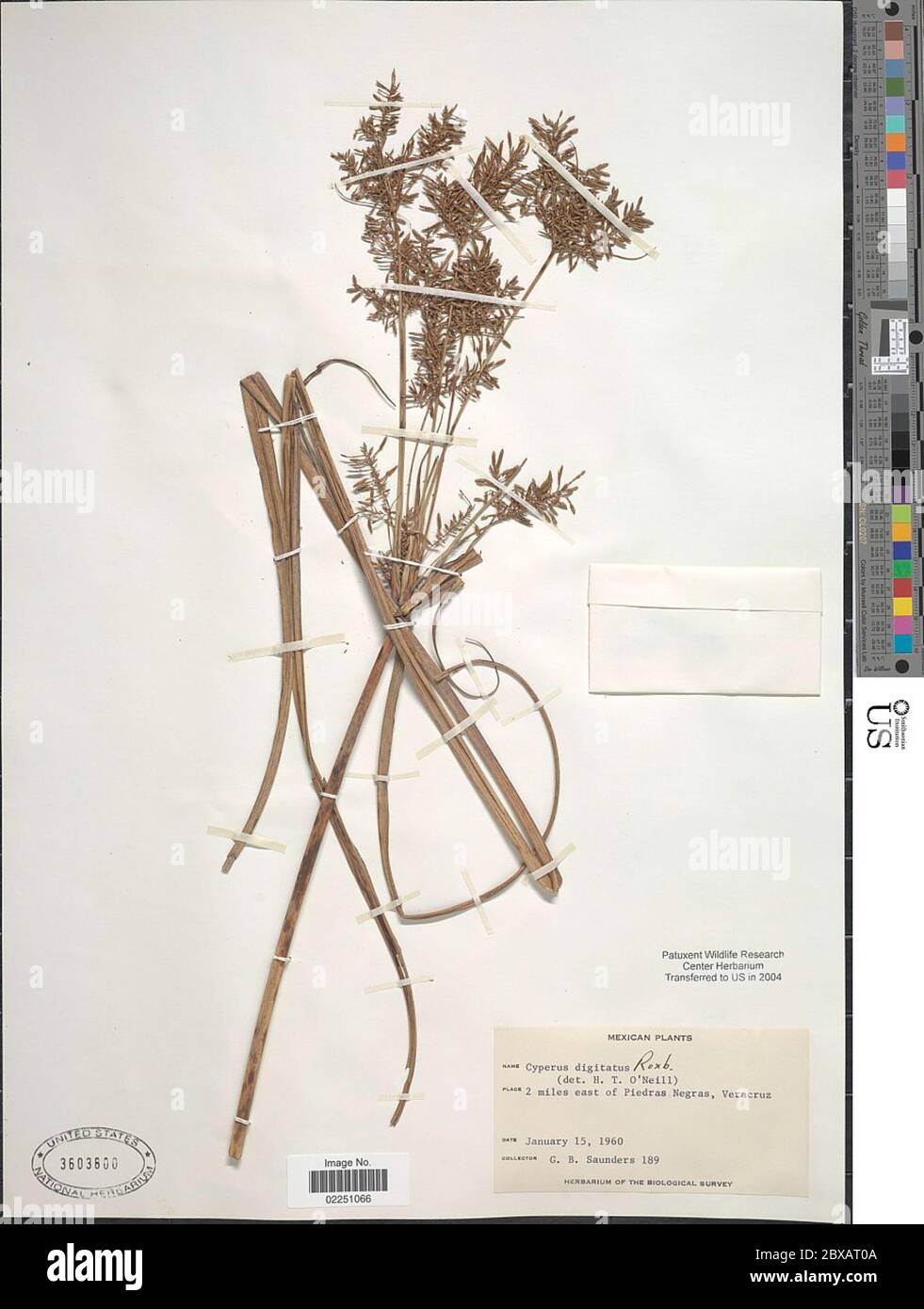 Cyperus digitatus Roxb Cyperus digitatus Roxb Stock Photo - Alamy