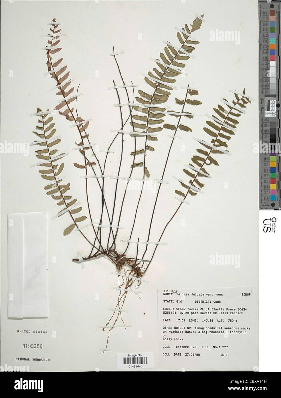 Pellaea Falcata High Resolution Stock Photography and Images - Alamy