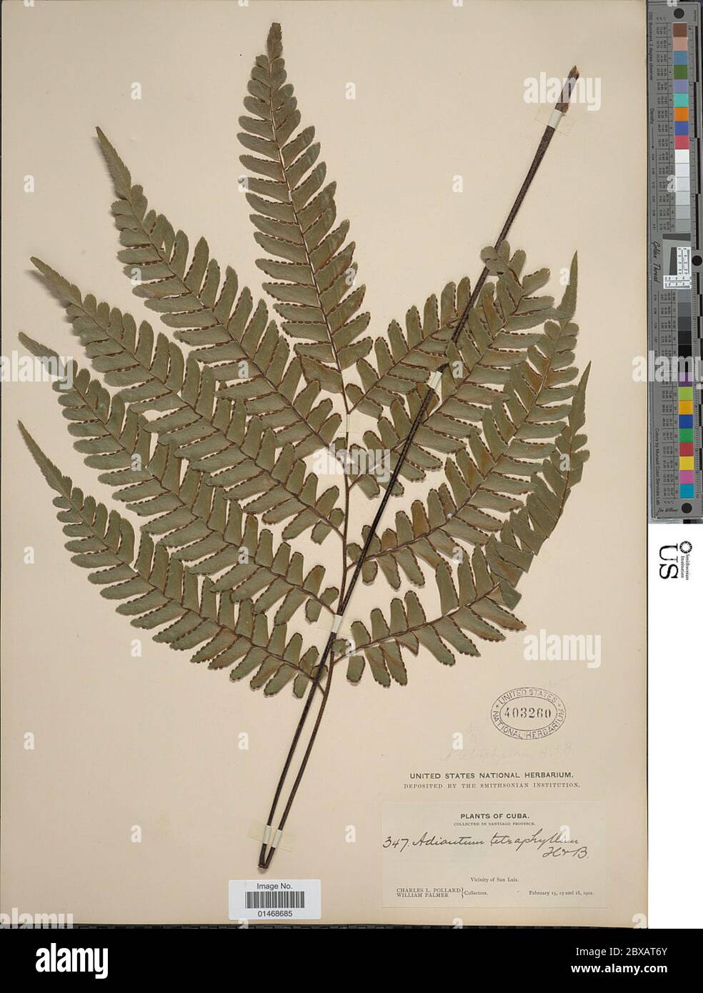 Cubense hi-res stock photography and images - Alamy