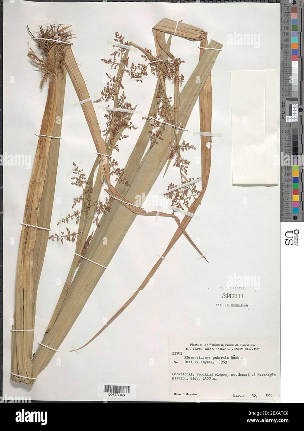 Pleurostachys puberula Boeckeler Pleurostachys puberula Boeckeler Stock ...