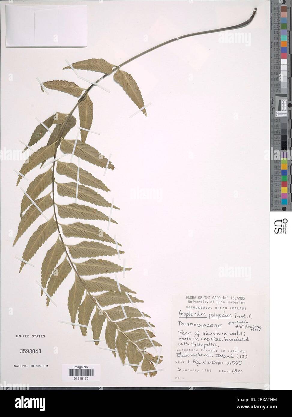 Asplenium polyodon G Forst Asplenium polyodon G Forst Stock Photo - Alamy