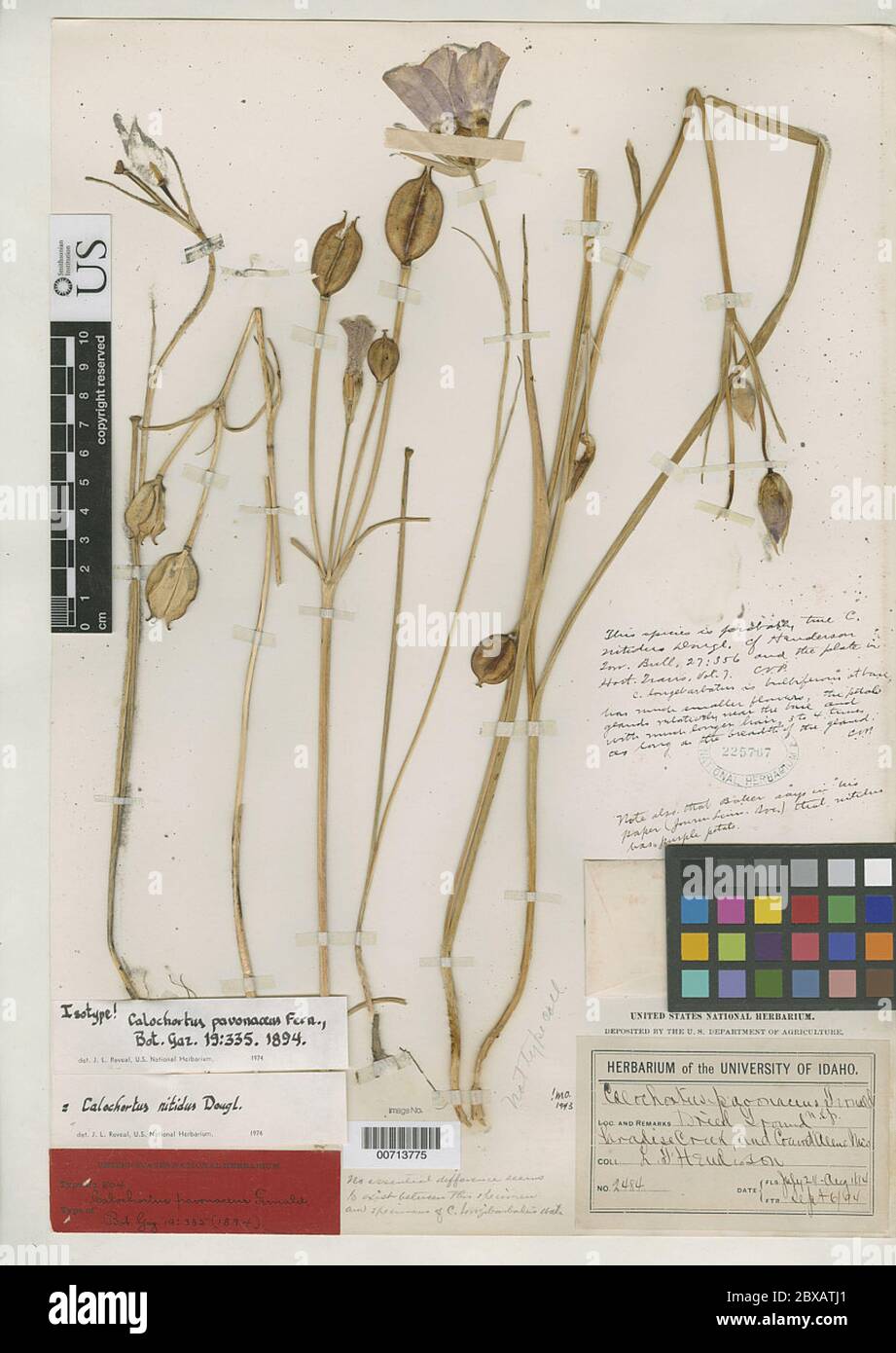 Calochortus pavonaceus Fernald Calochortus pavonaceus Fernald Stock ...