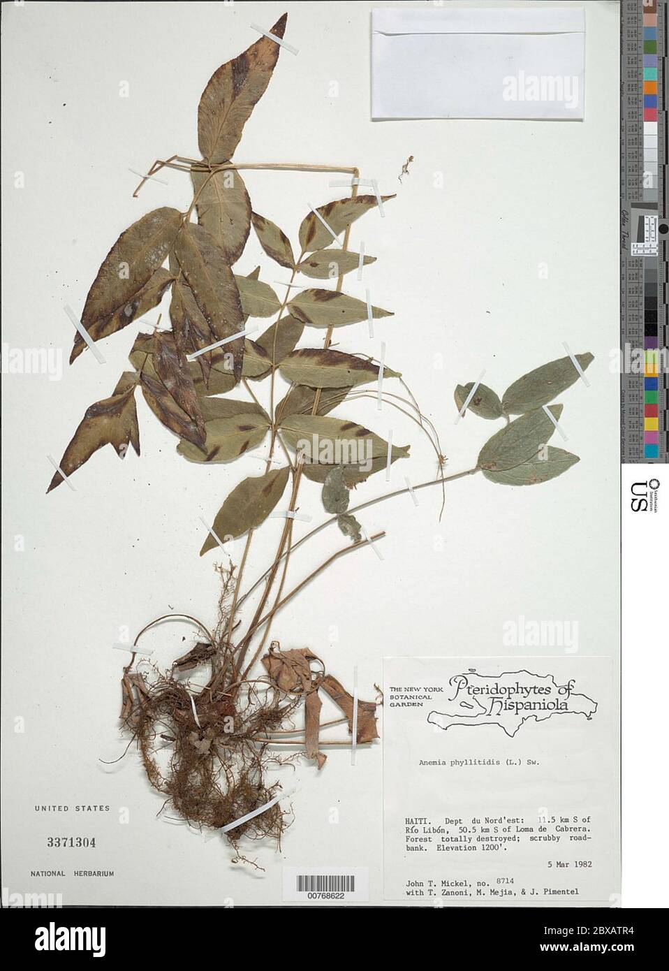 Anemia phyllitidis L Sw Anemia phyllitidis L Sw Stock Photo - Alamy