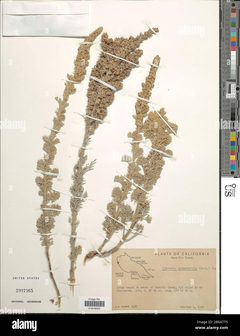 Artemisia pycnocephala hi-res stock photography and images - Alamy