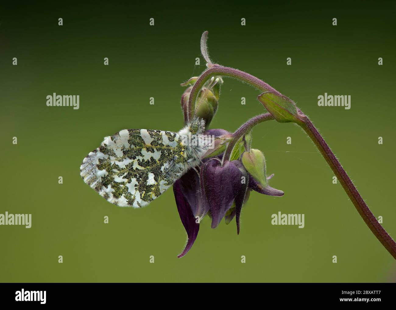 Columbine aquilegia sp flowers hi-res stock photography and images - Alamy