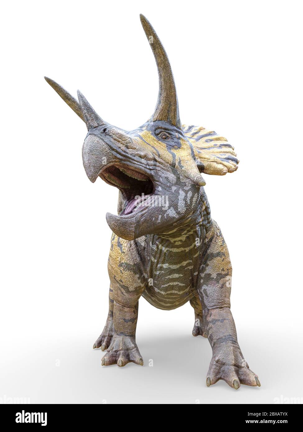 triceratops standing up on white background, 3d illustration Stock ...