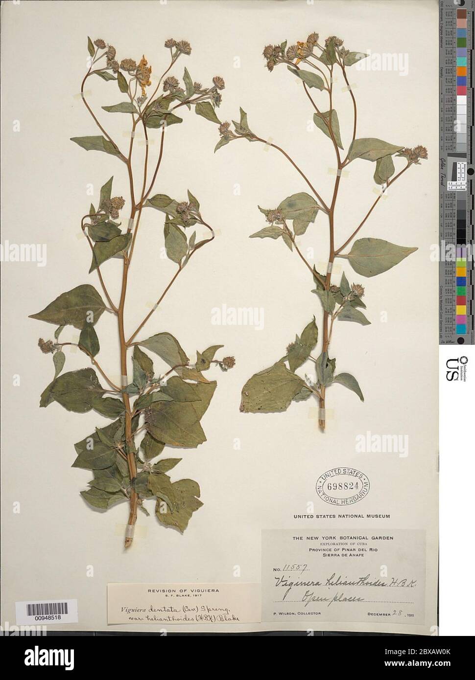 Viguiera dentata Cav Spreng Viguiera dentata Cav Spreng Stock Photo - Alamy