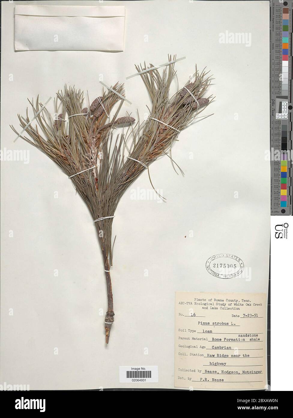 Pinus strobus l hi-res stock photography and images - Alamy