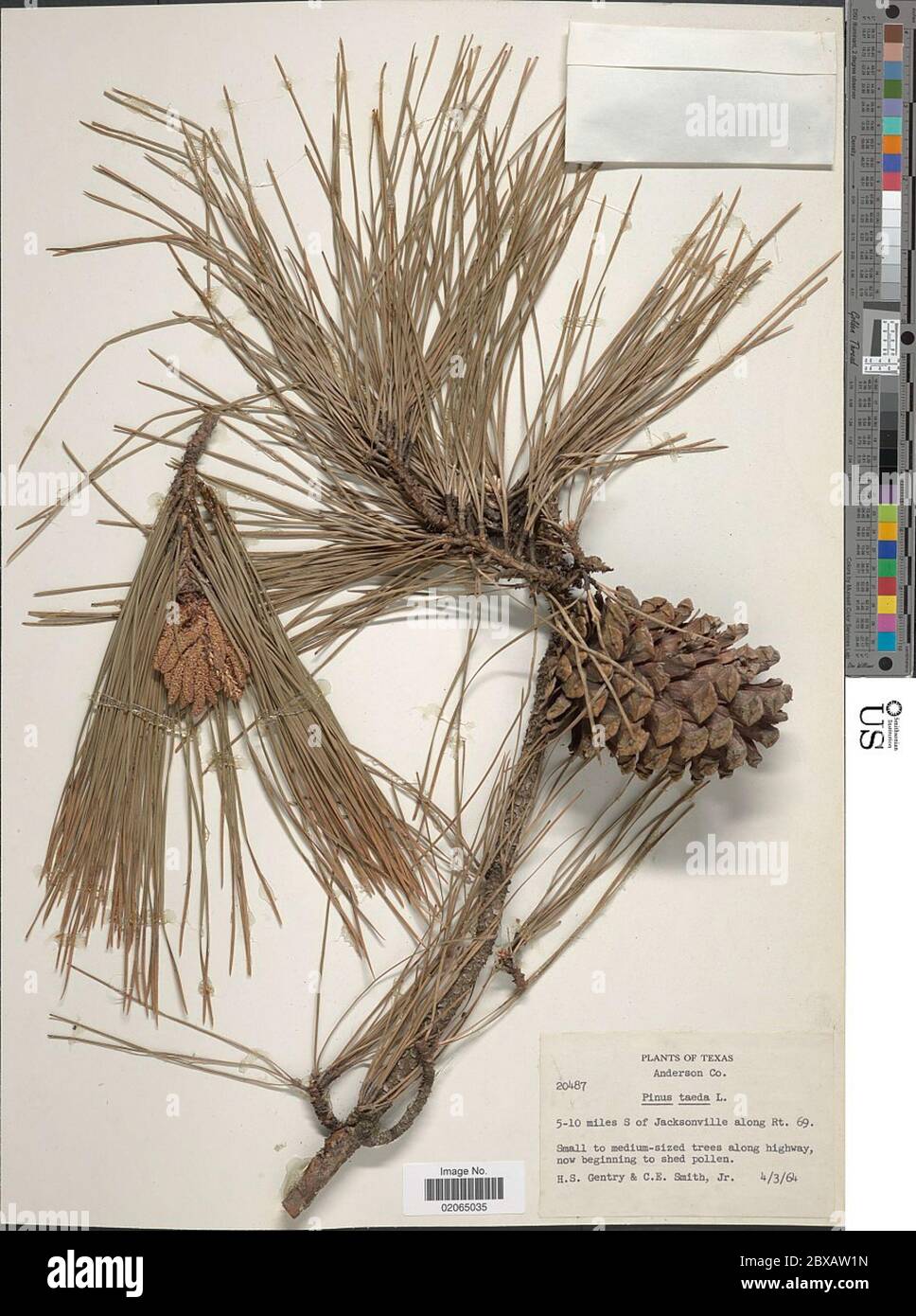 Loblolly pine pinus taeda hi-res stock photography and images - Alamy