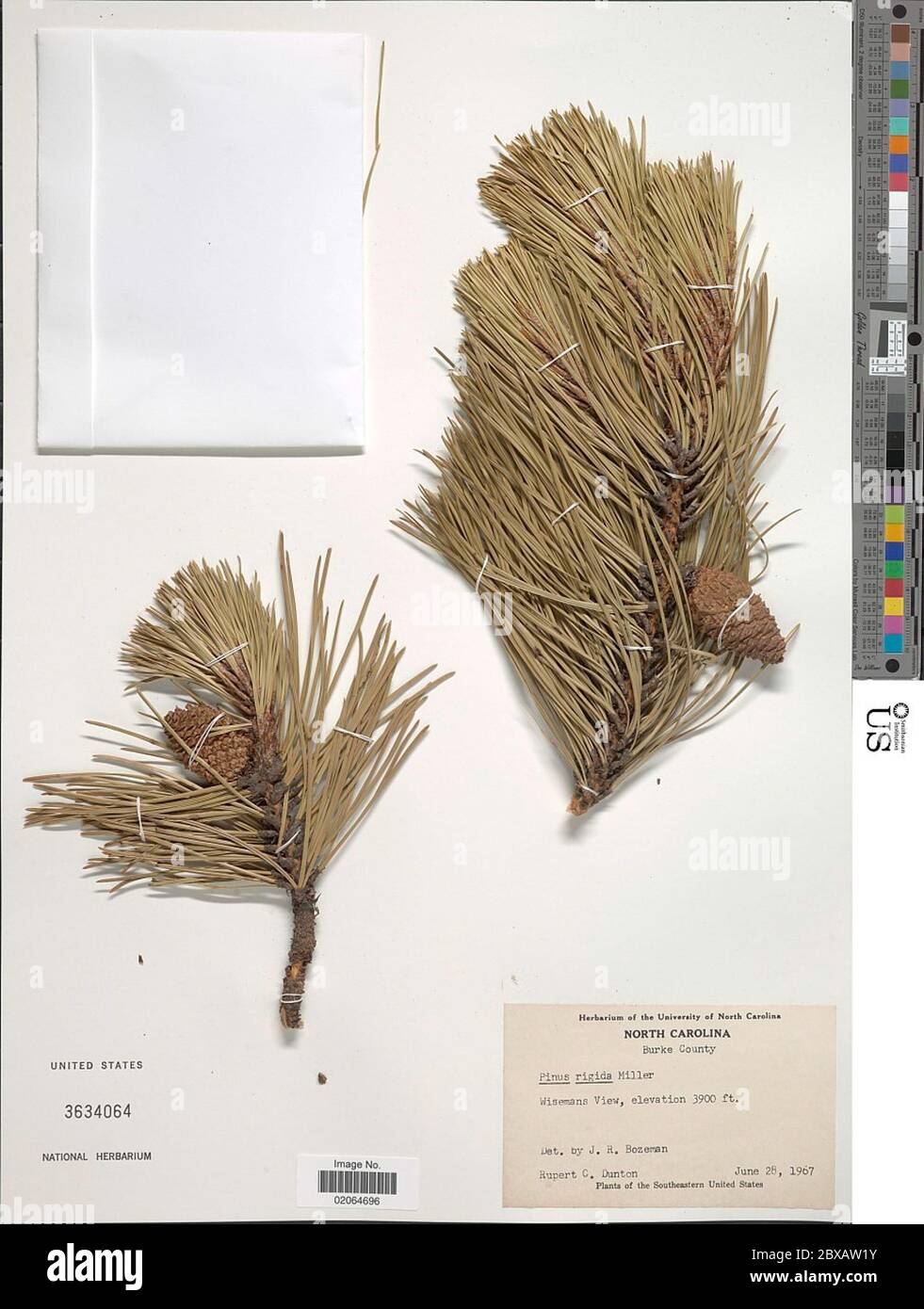 Pinus rigida Mill Pinus rigida Mill Stock Photo - Alamy