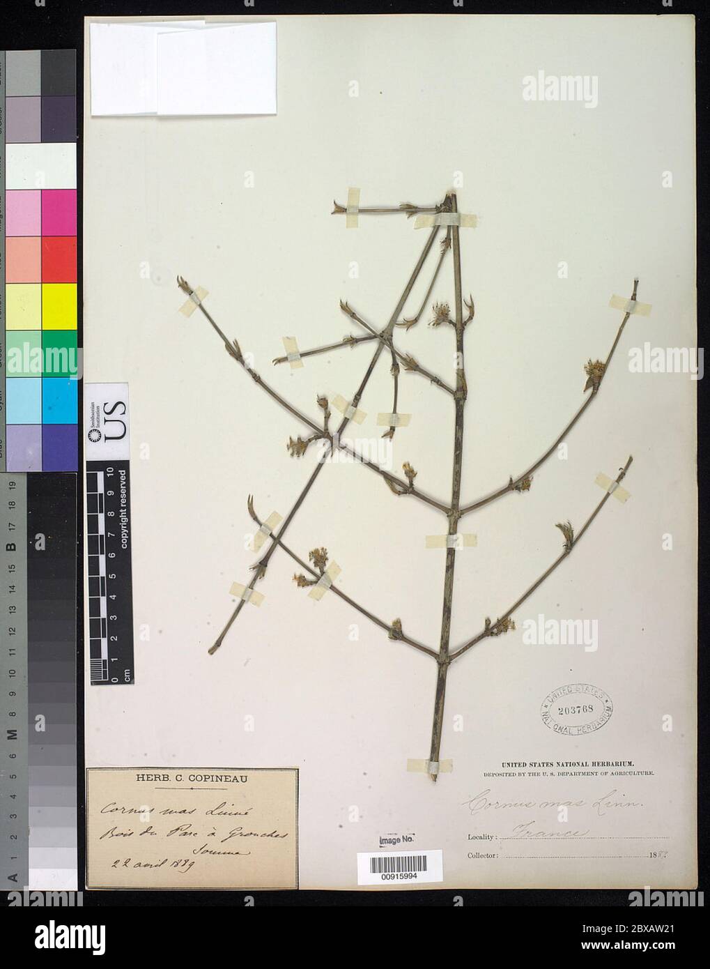 Cornus mas l hi-res stock photography and images - Alamy