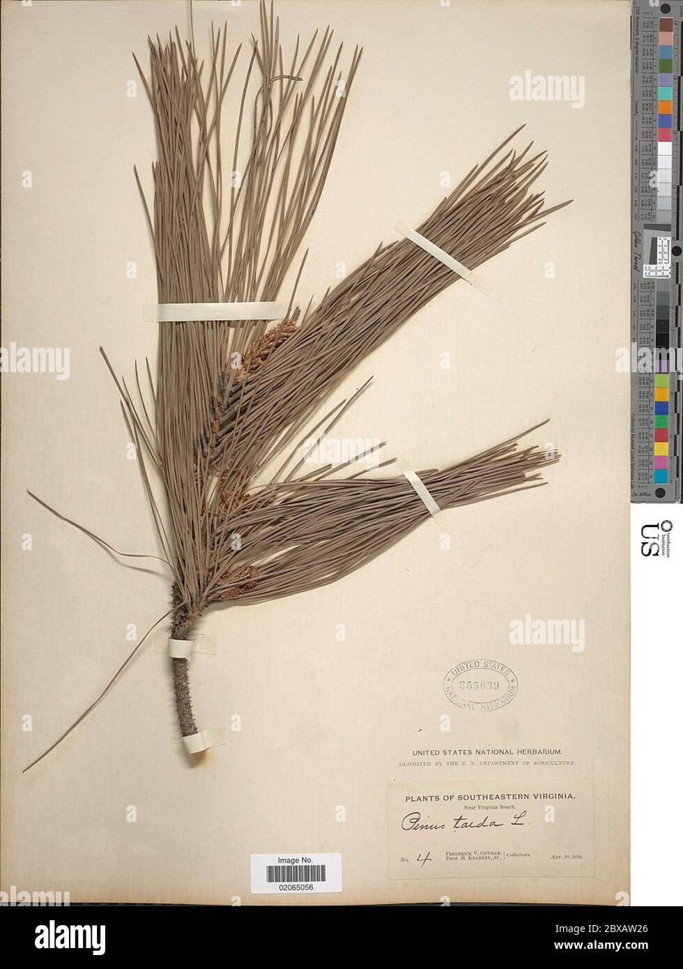 Pinus taeda L Pinus taeda L Stock Photo - Alamy