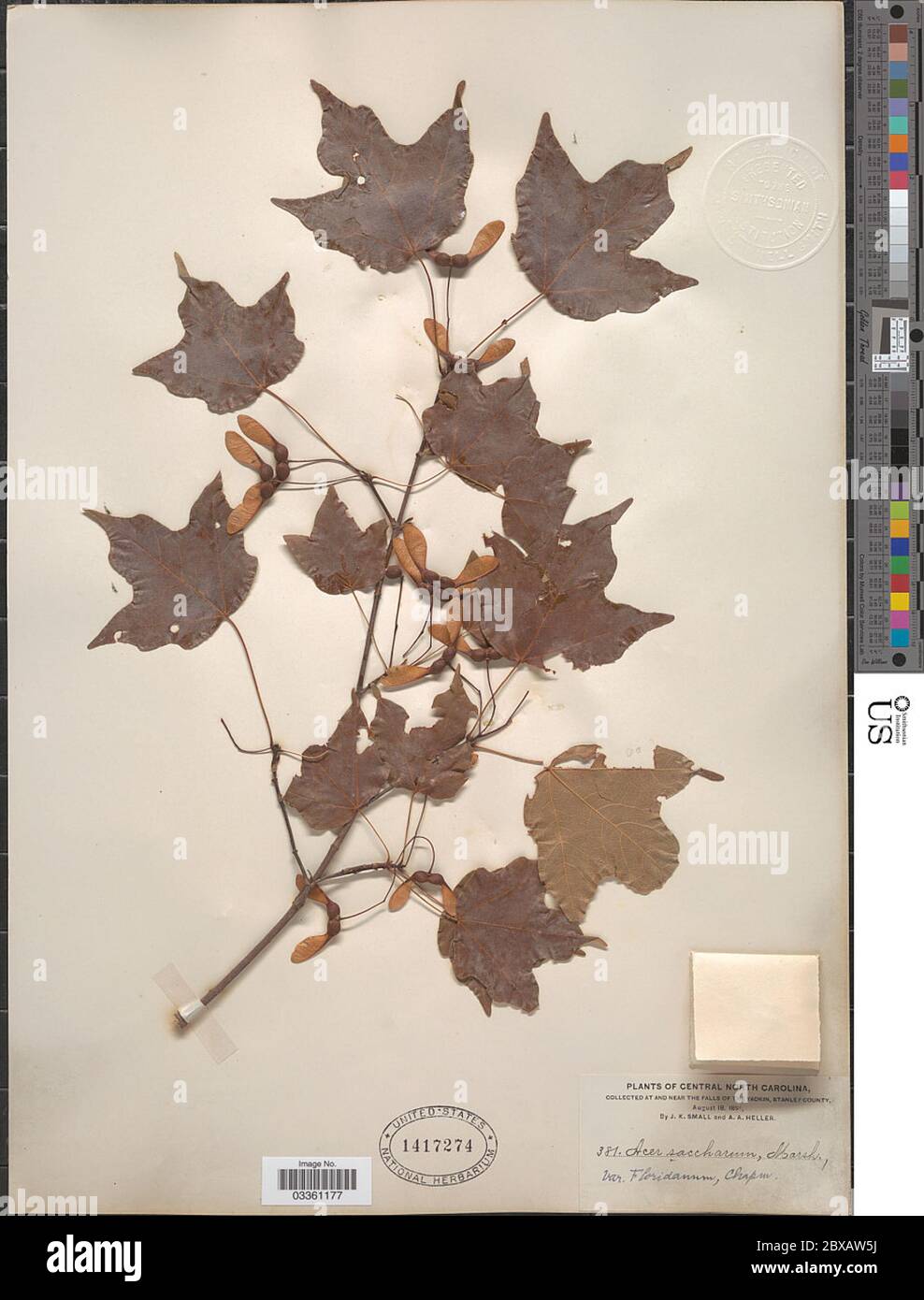 Leucoderme hi-res stock photography and images - Alamy