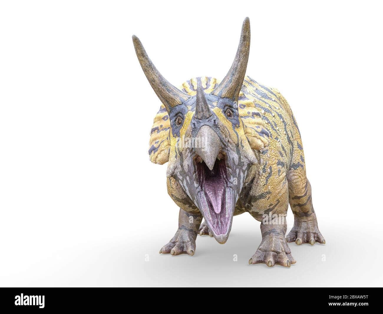 triceratops is angry on white background, 3d illustration Stock Photo ...