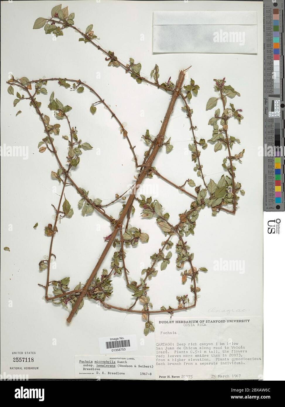 Fuchsia microphylla hi-res stock photography and images - Alamy