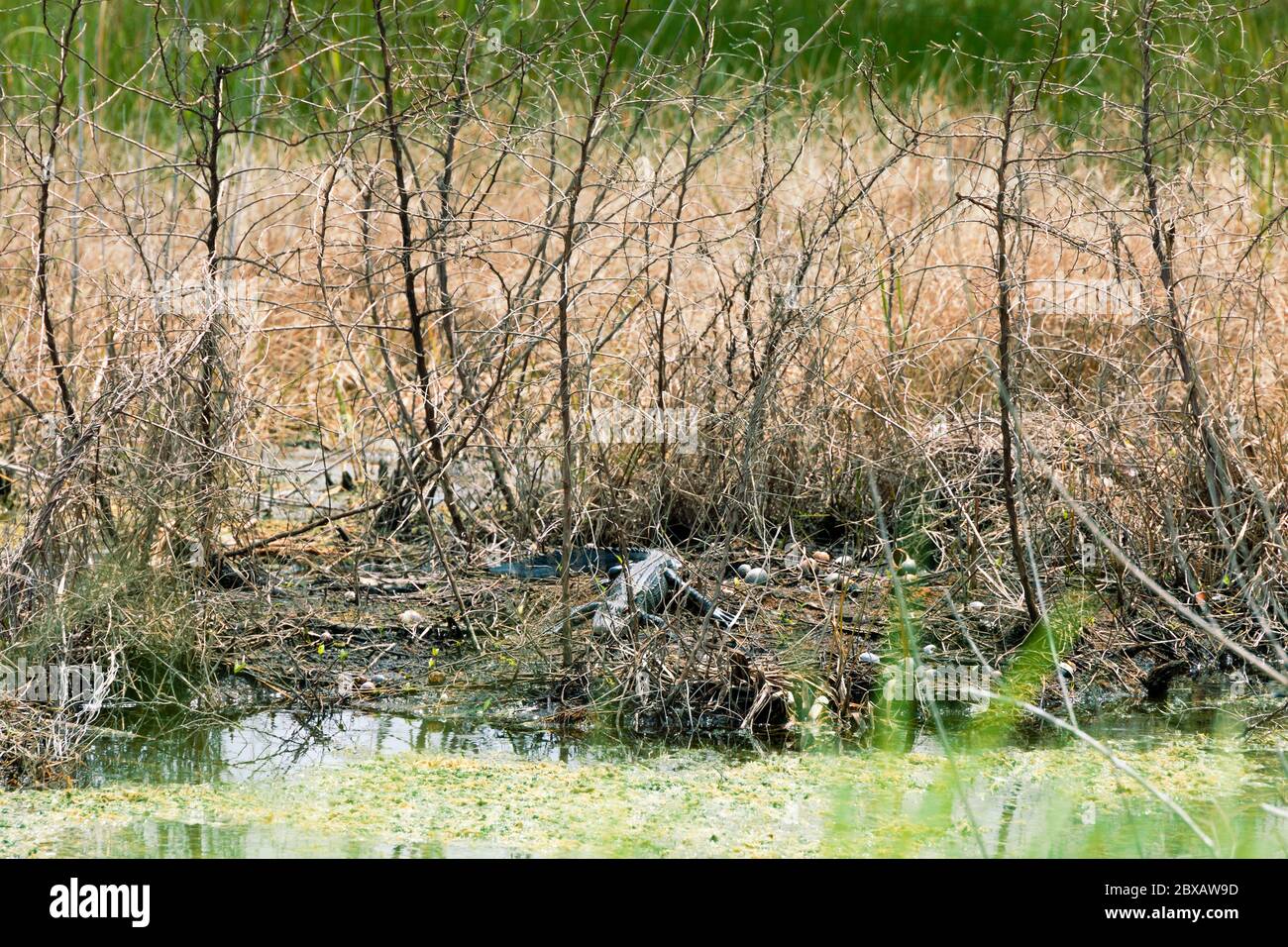 Gator hour hi-res stock photography and images - Alamy