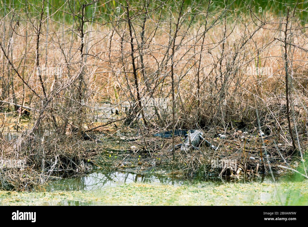Trail gator hi-res stock photography and images - Alamy