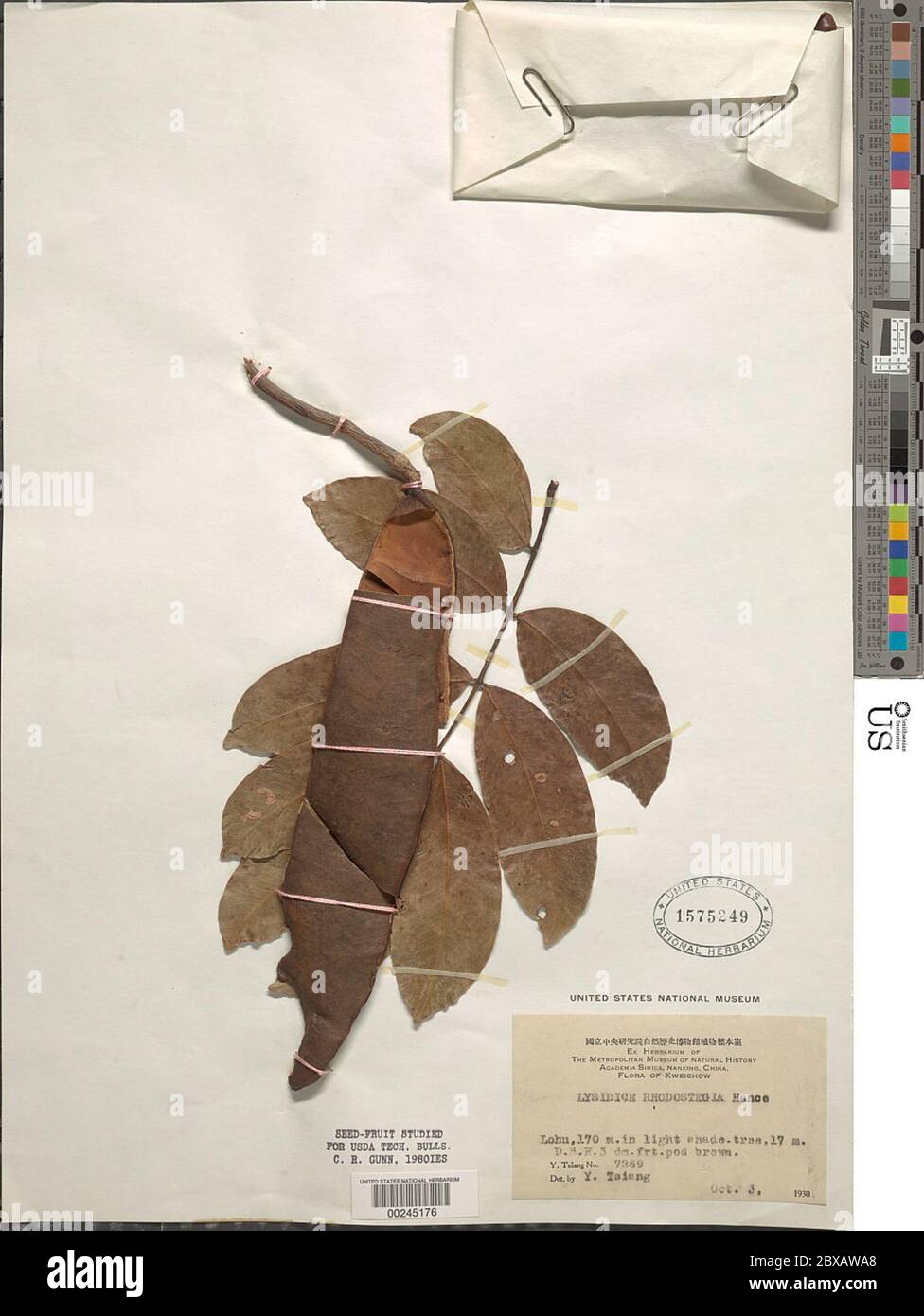 Lysidice hi-res stock photography and images - Alamy