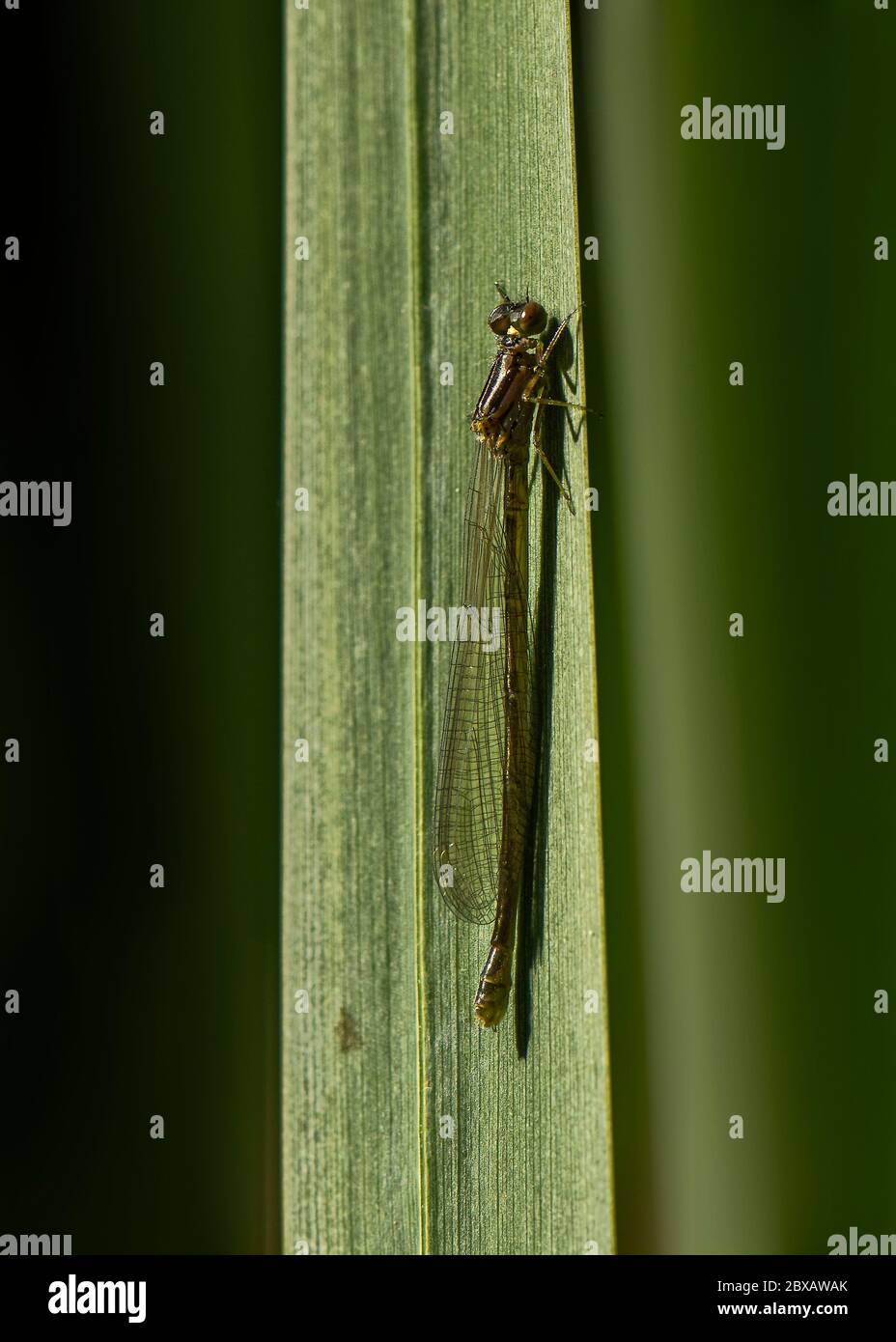 Bulrush dragonfly great britain hi-res stock photography and images - Alamy