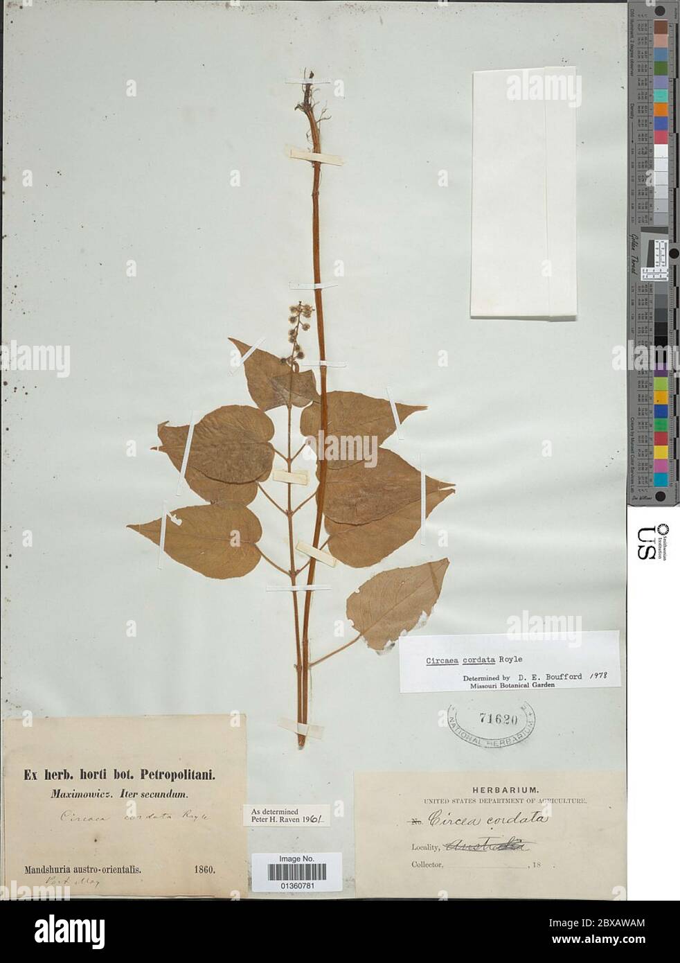 Circaea cordata hi-res stock photography and images - Alamy