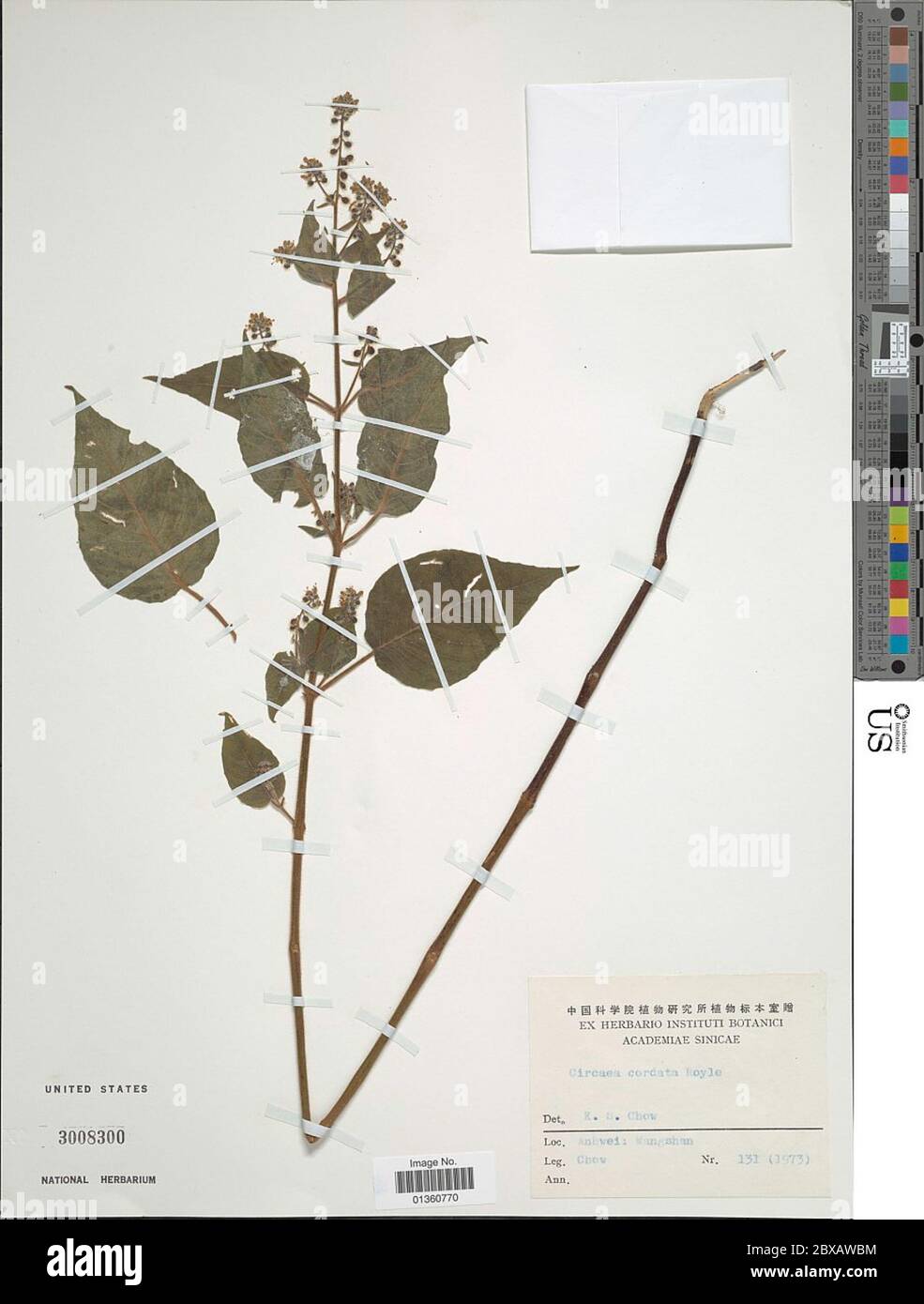 Circaea cordata Royle Stock Photo - Alamy