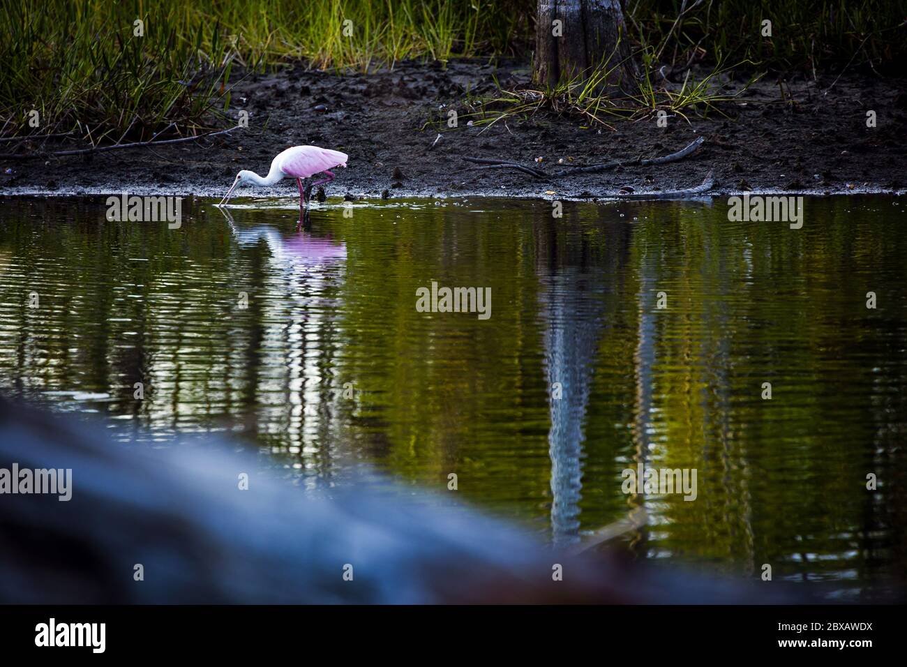Bird in park pecking for food Stock Photo - Alamy