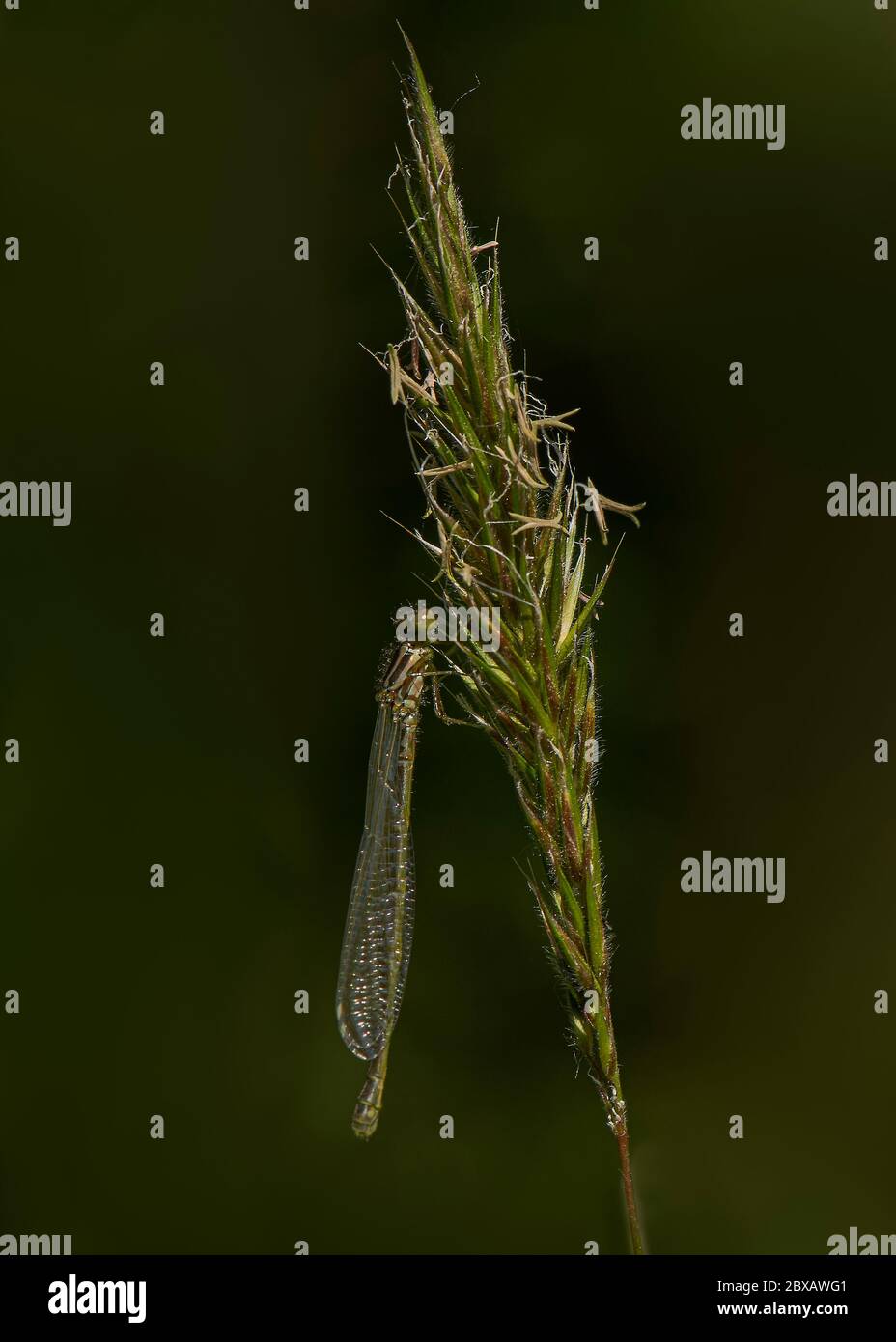 Bulrush dragonfly great britain hi-res stock photography and images - Alamy