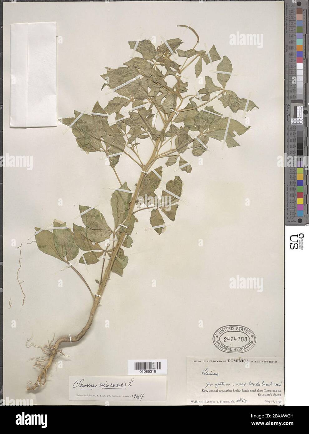 Cleome viscosa L Cleome viscosa L Stock Photo - Alamy