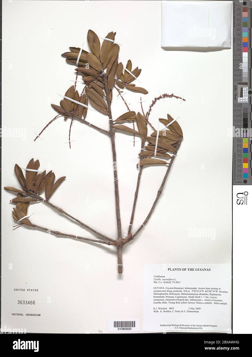 Cyrilla racemiflora L Cyrilla racemiflora L Stock Photo - Alamy