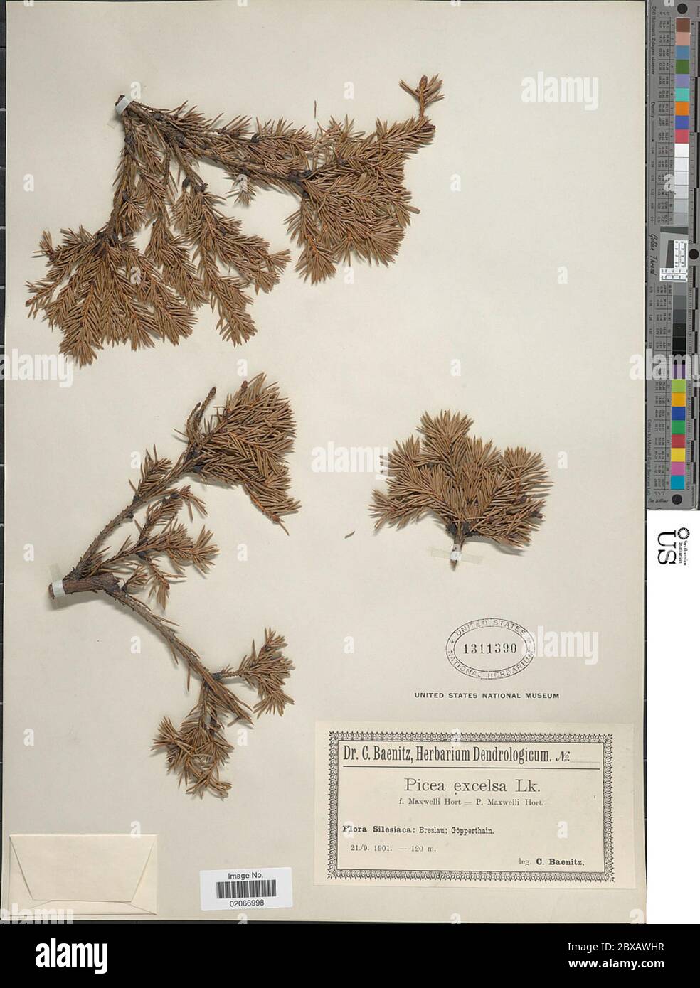 Picea excelsa Picea excelsa Stock Photo - Alamy