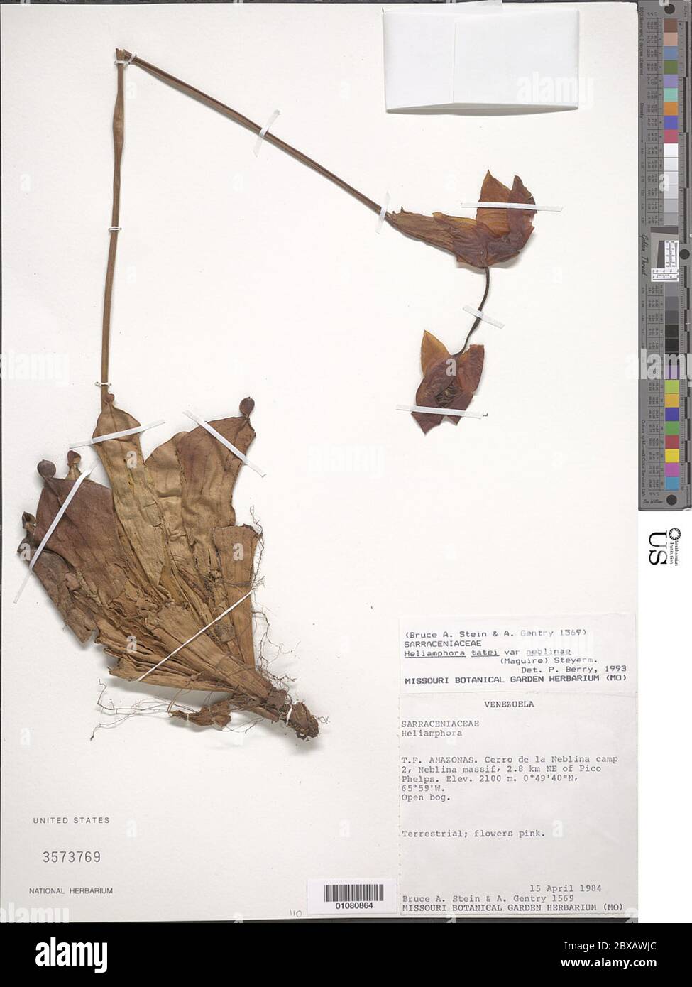 Heliamphora tatei hi-res stock photography and images - Alamy