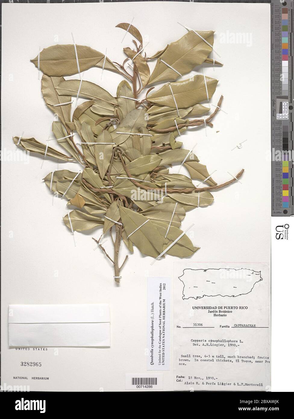 Quadrella cynophallophora L Hutch Quadrella cynophallophora L Hutch ...