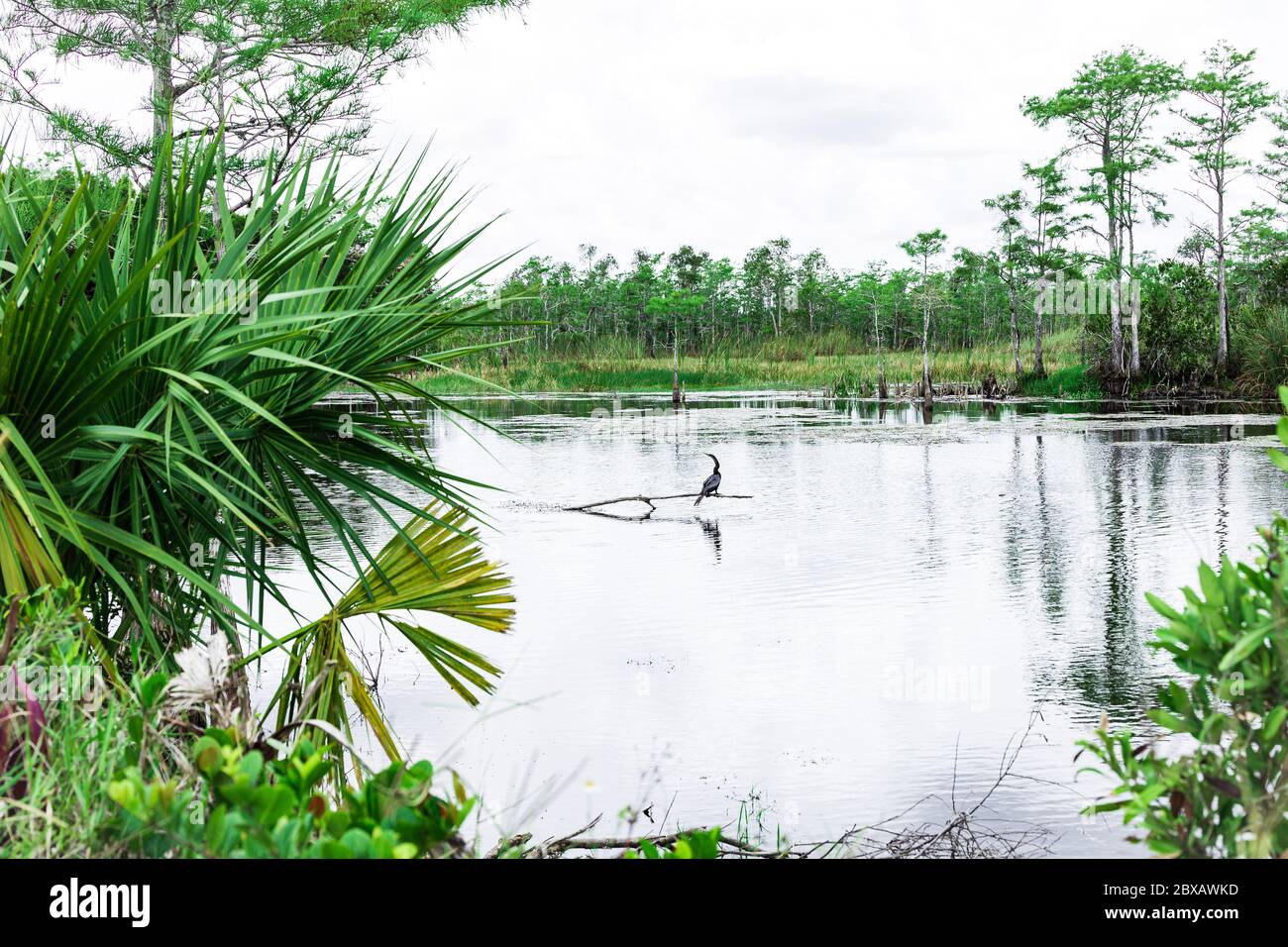Bird along in the middle of the lake Stock Photo - Alamy