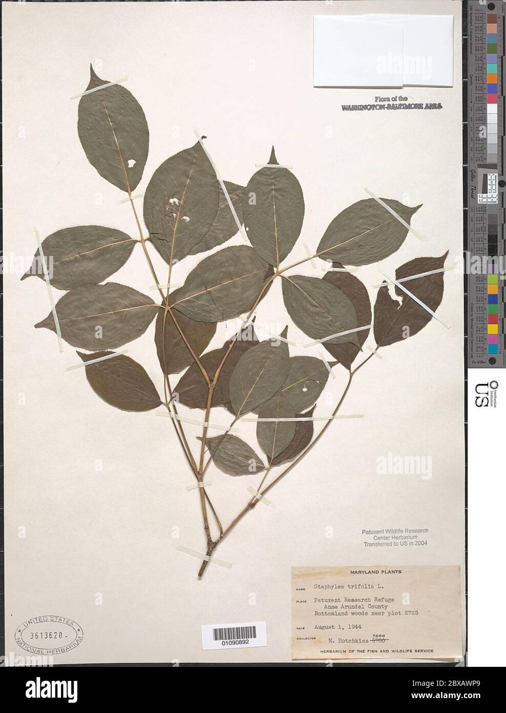 Staphylea Trifolia High Resolution Stock Photography and Images - Alamy