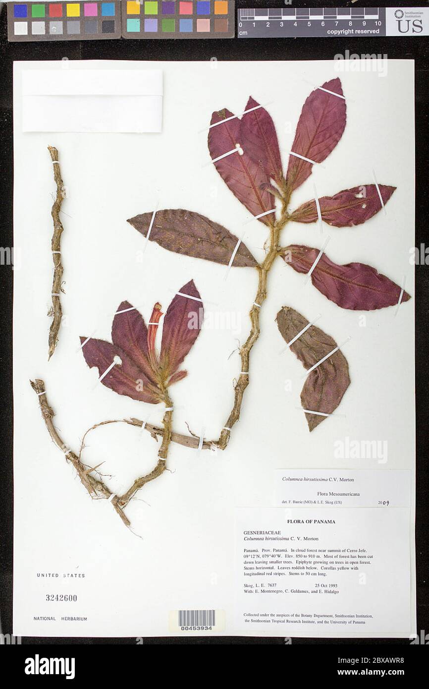 Columnea hirsutissima CV Morton Columnea hirsutissima CV Morton Stock ...
