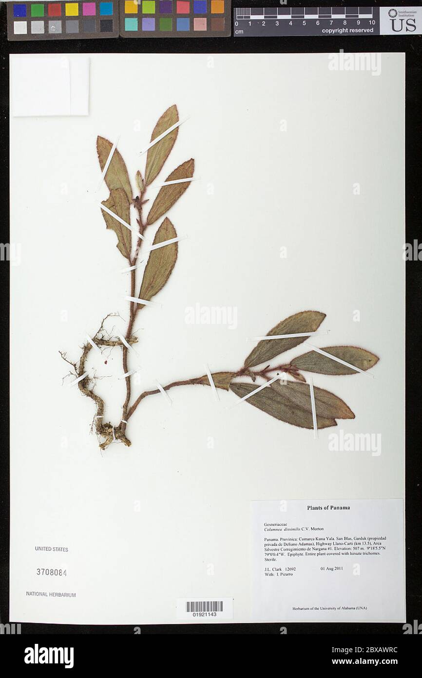 Columnea dissimilis CV Morton Columnea dissimilis CV Morton Stock Photo ...