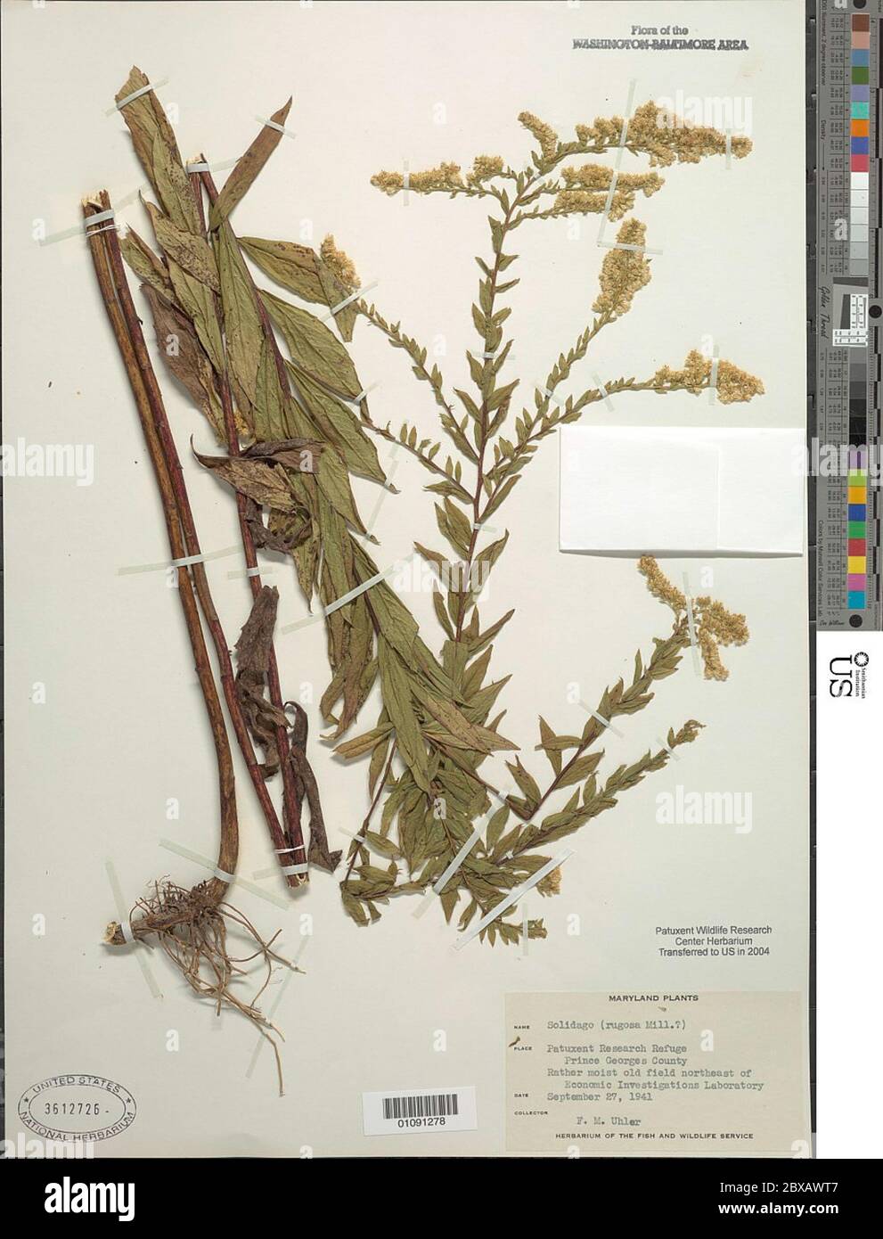 Solidago sp hi-res stock photography and images - Alamy