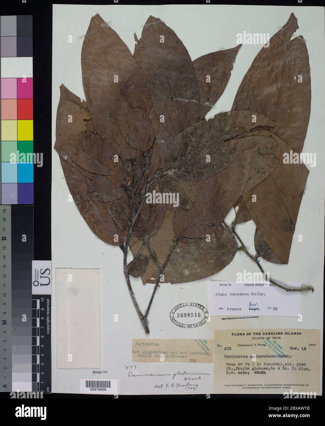 Atuna racemosa Raf Atuna racemosa Raf Stock Photo - Alamy