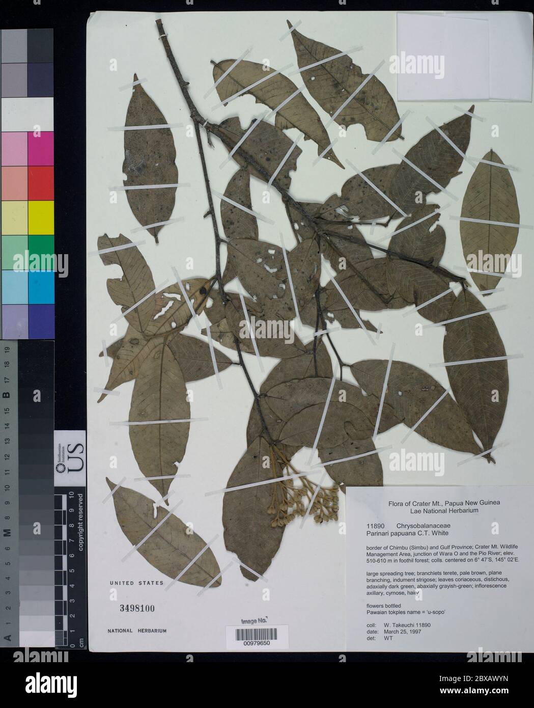 Parinari papuana CT White Parinari papuana CT White Stock Photo - Alamy