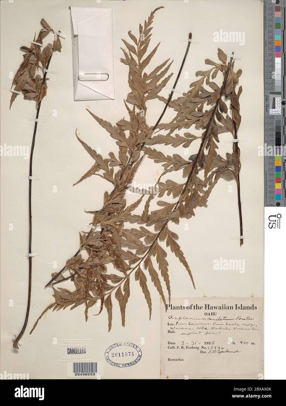 Asplenium polyodon G Forst Asplenium polyodon G Forst Stock Photo - Alamy