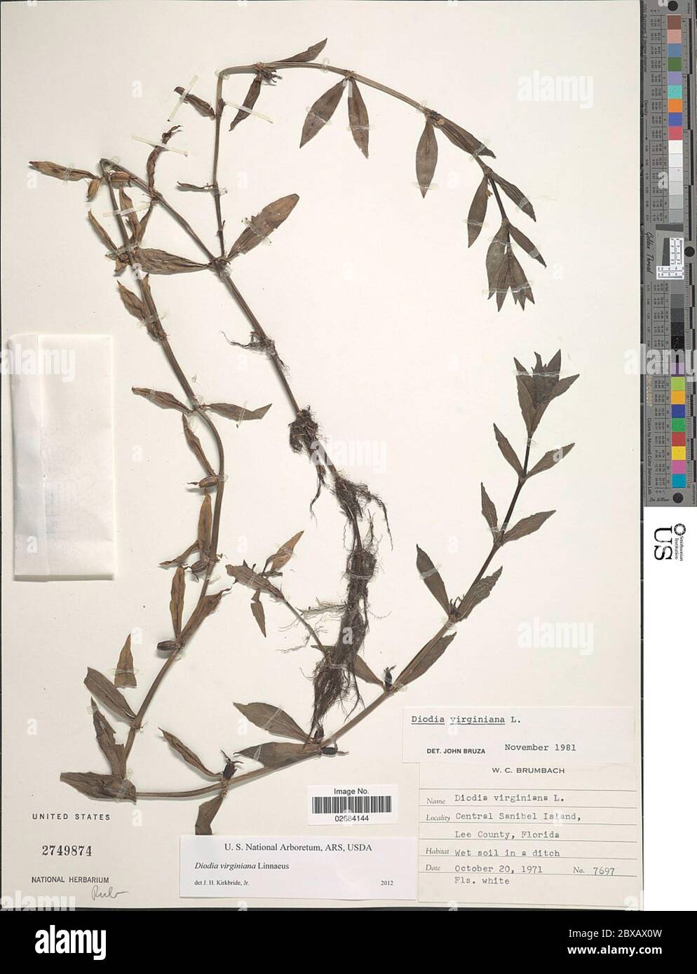 Diodia virginiana L Diodia virginiana L Stock Photo - Alamy
