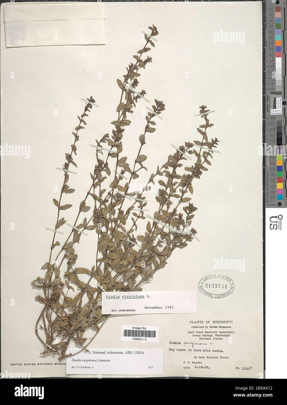 Diodia virginiana L Diodia virginiana L Stock Photo - Alamy
