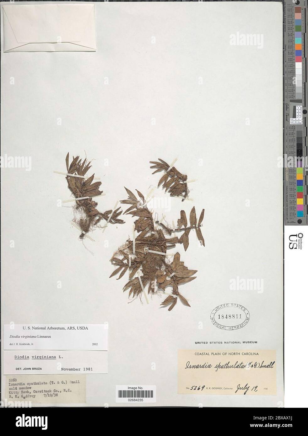 Diodia virginiana L Diodia virginiana L Stock Photo - Alamy