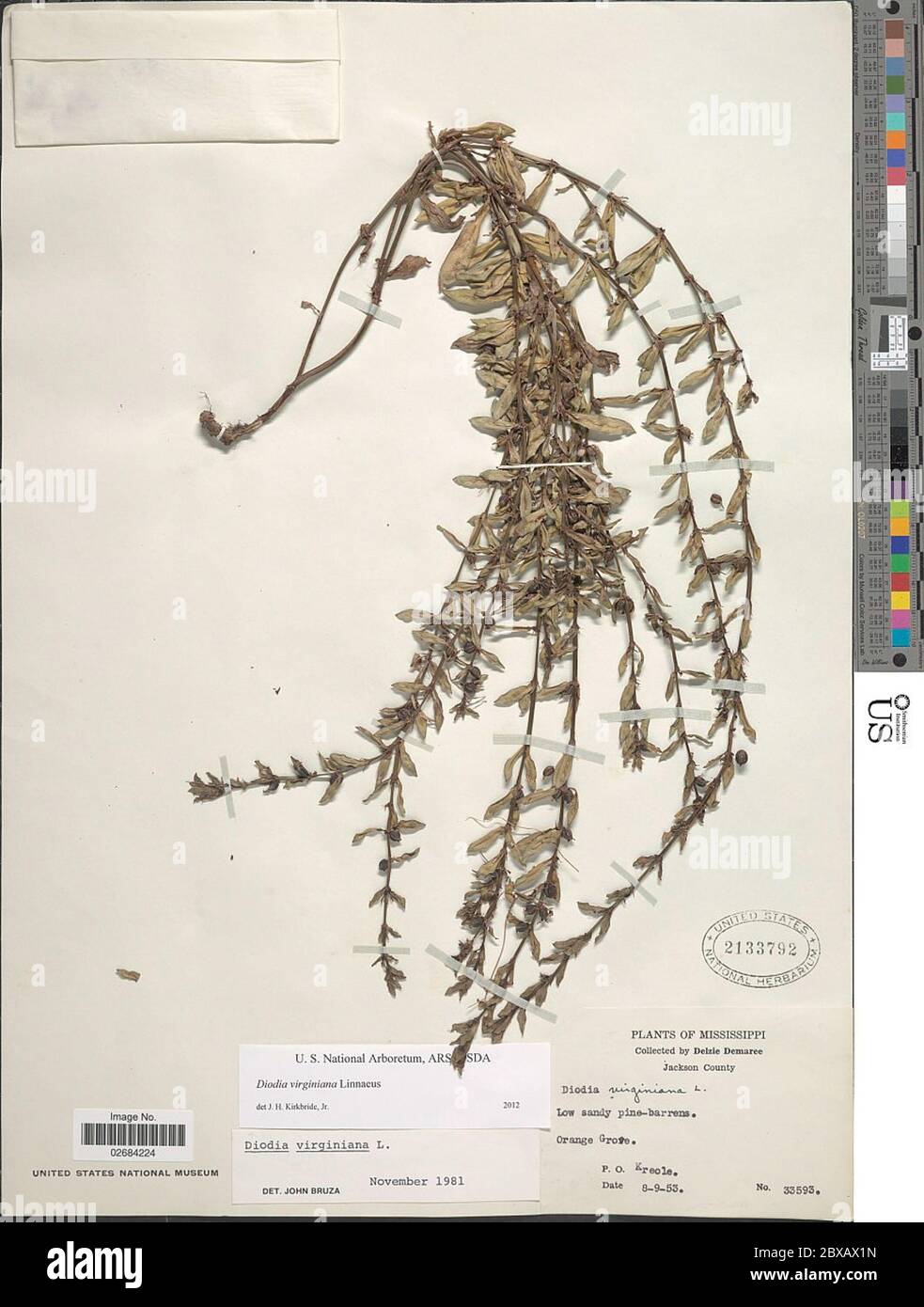 Diodia virginiana L Diodia virginiana L Stock Photo - Alamy