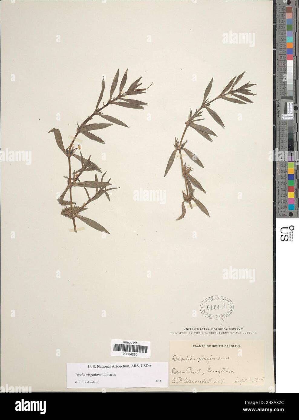 Diodia virginiana L Diodia virginiana L Stock Photo - Alamy