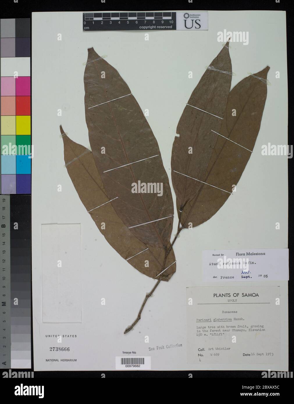 Atuna racemosa Raf Atuna racemosa Raf Stock Photo - Alamy