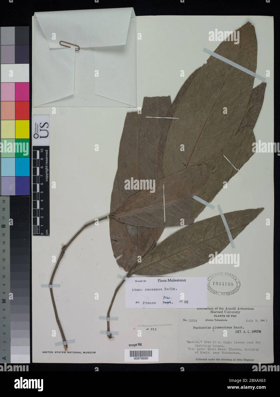 Atuna racemosa Raf Atuna racemosa Raf Stock Photo - Alamy